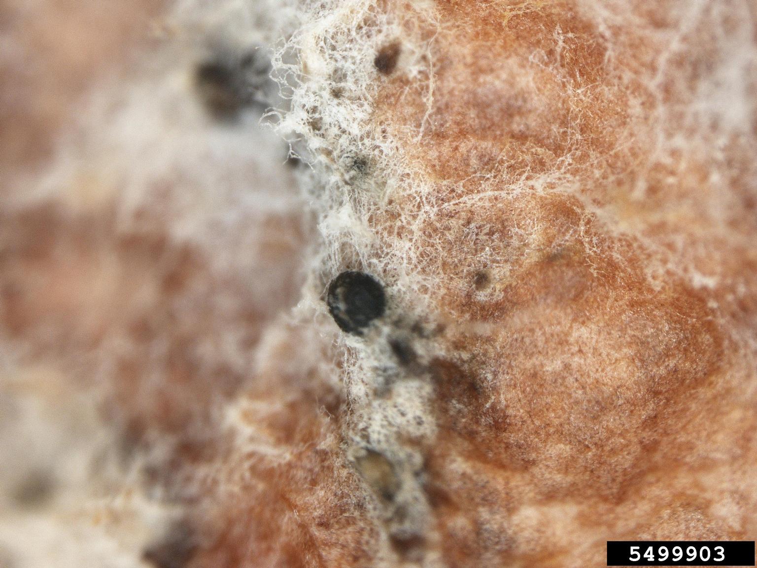 Phomopsis cankers and twig blights (Genus Phomopsis (Sacc.) Bubák)