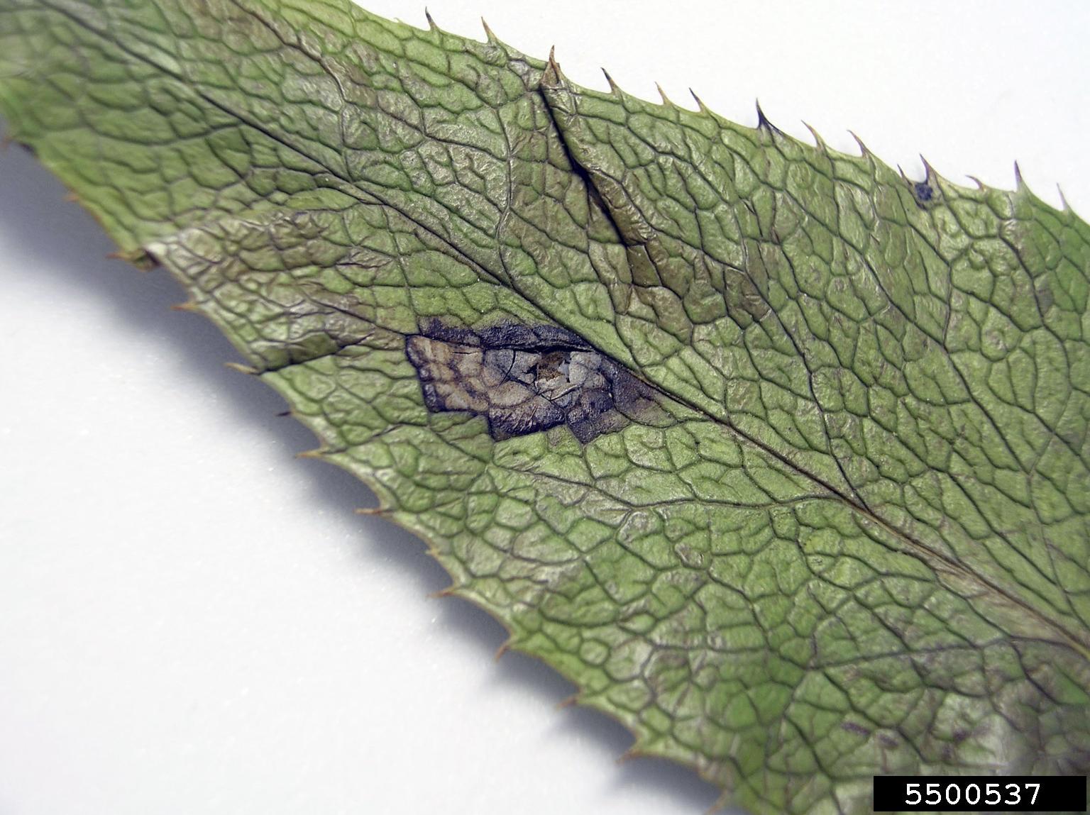 Coniothyrium hellebori (Synonym for Microsphaeropsis hellebori)