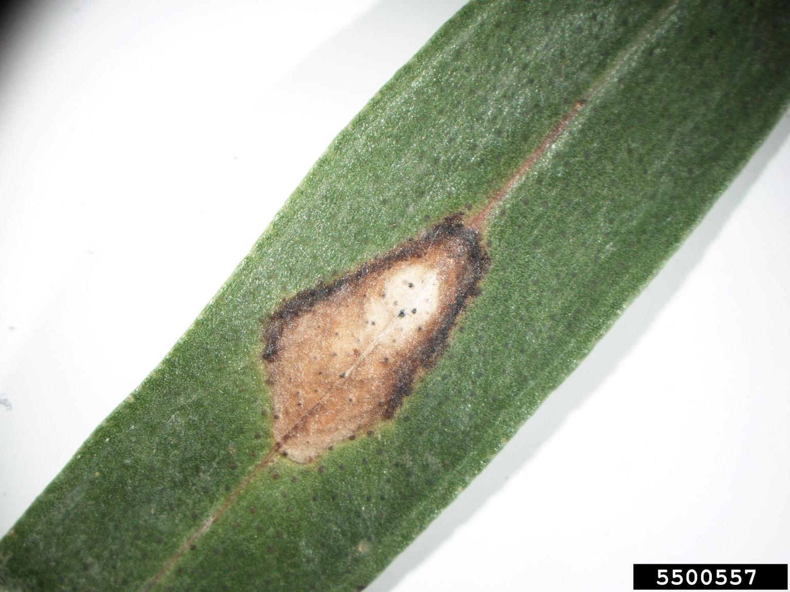 Fusicoccum canker (Genus Fusicoccum Corda, 1829)