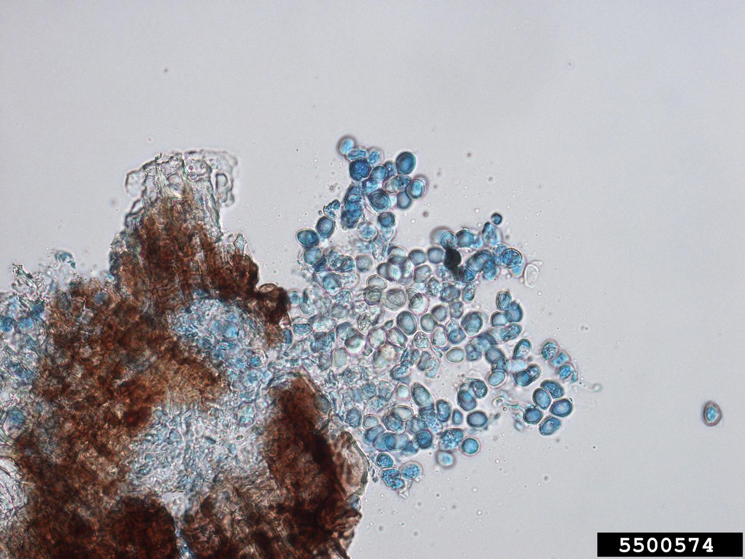 Java black rot (Lasiodiplodia theobromae (Pat.) Griffon & Maubl.)