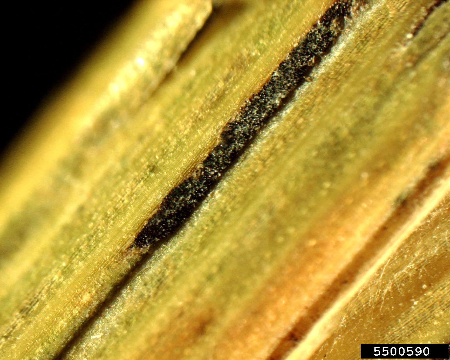 wheat stem rust (Puccinia graminis Pers.)