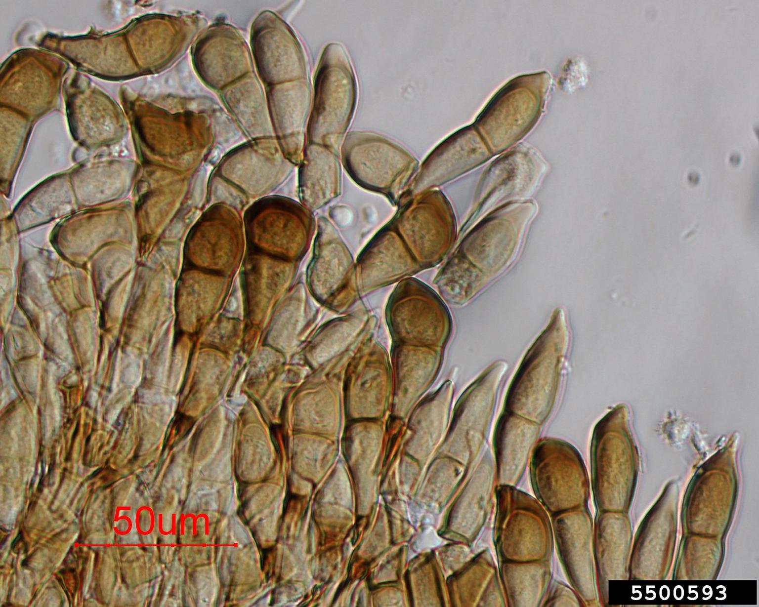 wheat stem rust (Puccinia graminis)