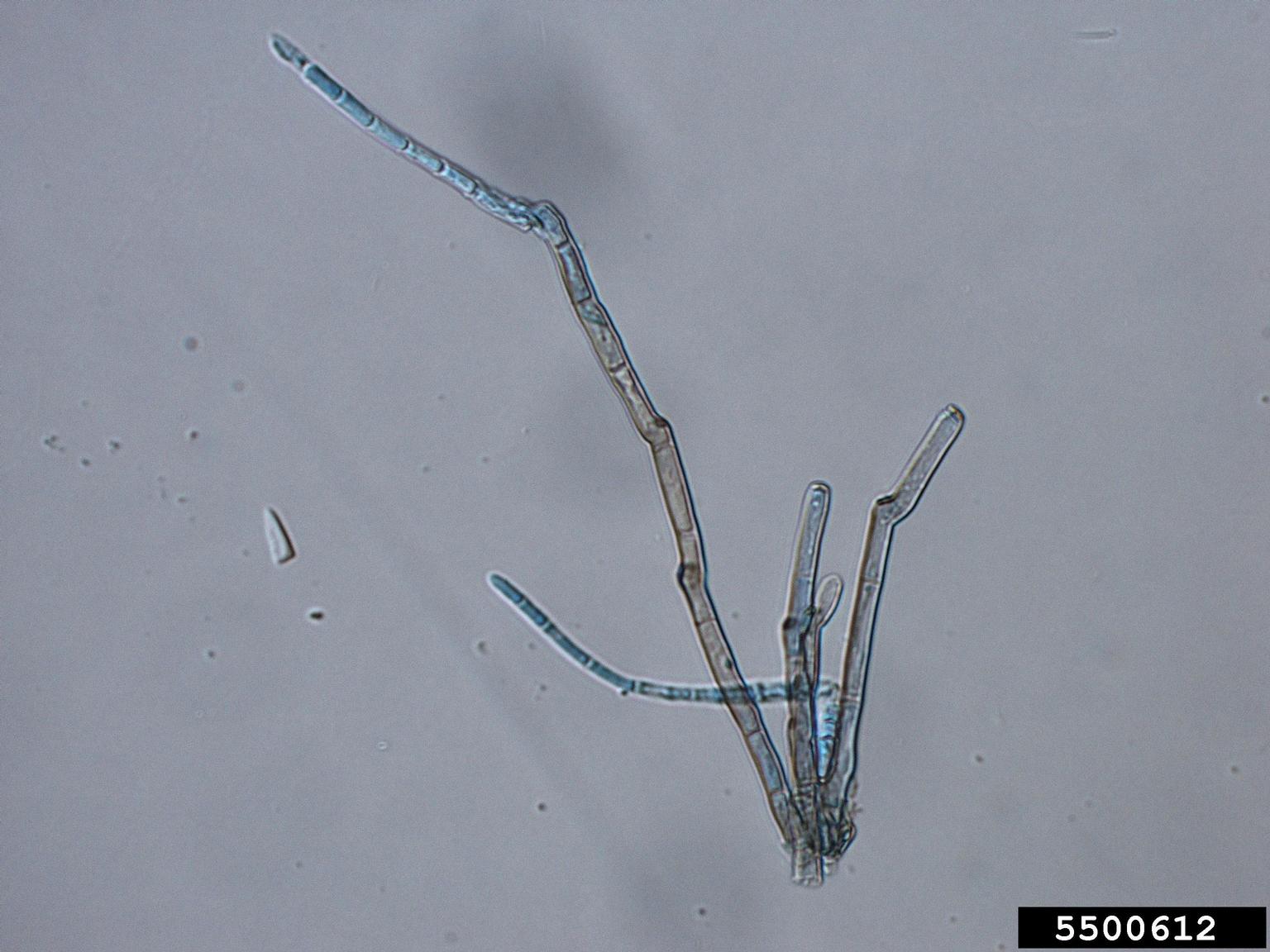 Cercospora leaf spot (Cercospora apii)