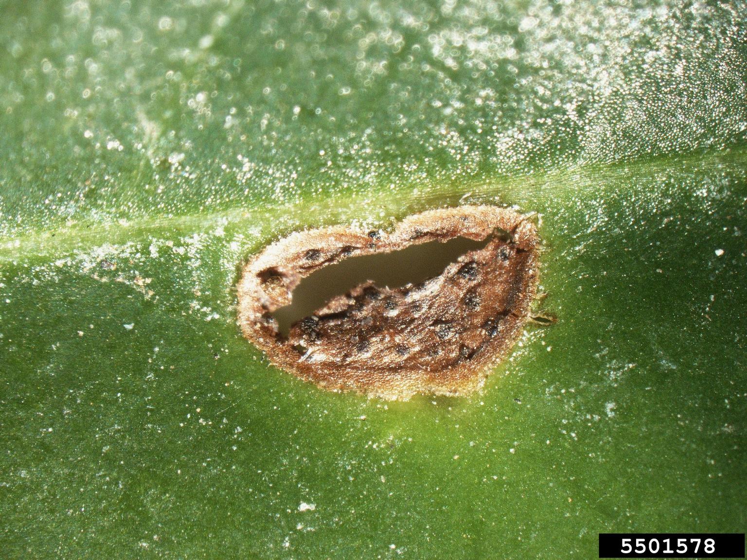 Phoma blight (Phoma herbarum)