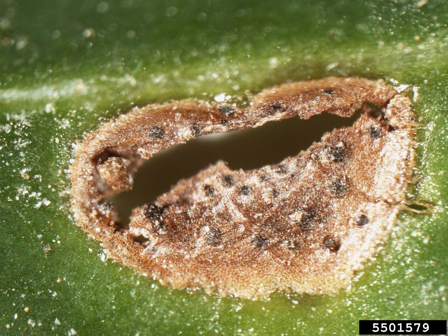 Phoma blight (Phoma herbarum Westend., 1852)