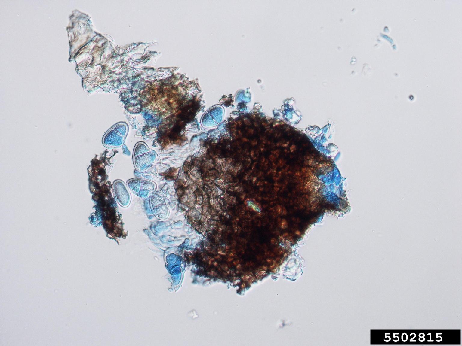 Java black rot (Lasiodiplodia theobromae (Pat.) Griffon & Maubl.)