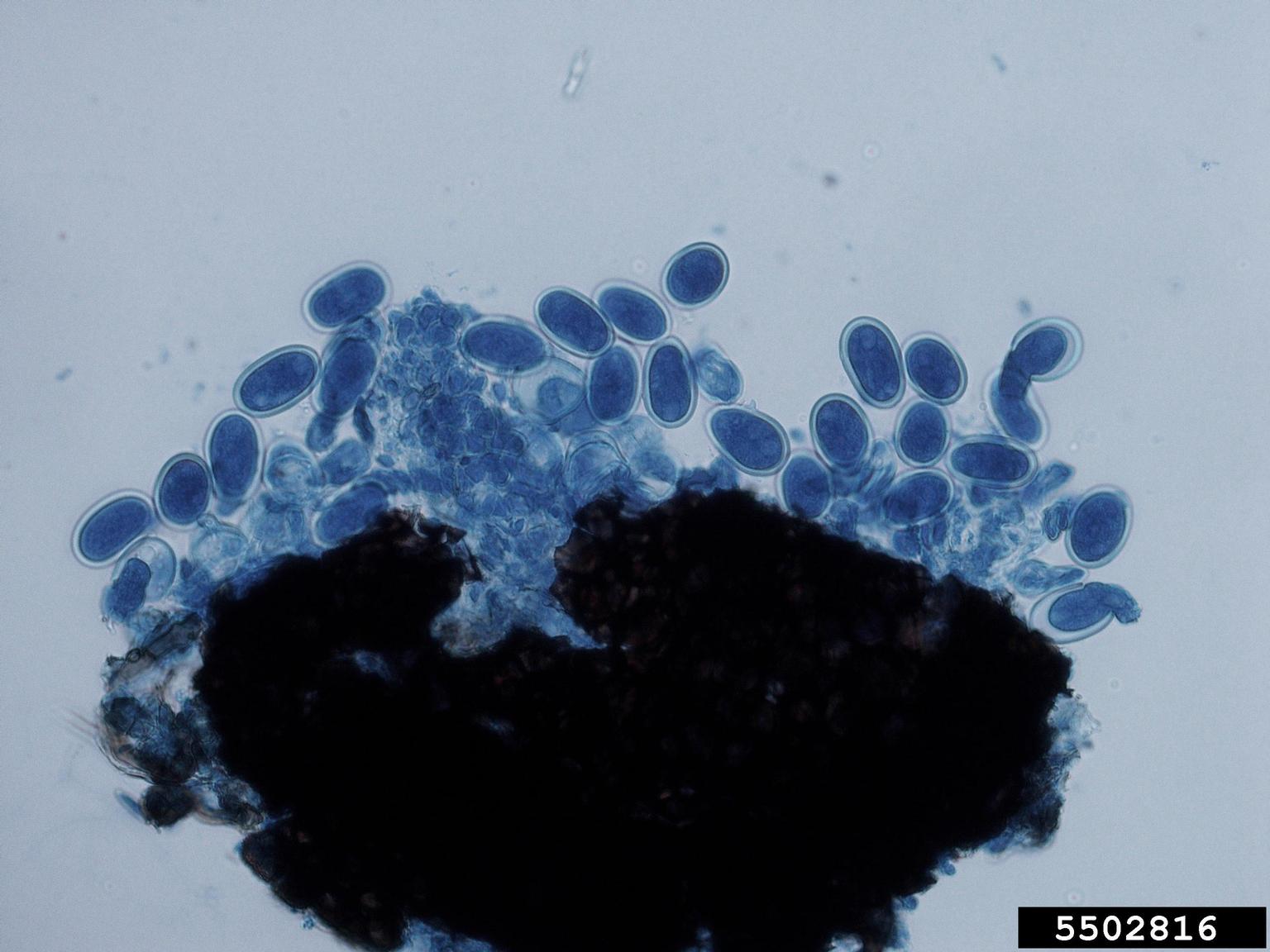 Java black rot (Lasiodiplodia theobromae (Pat.) Griffon & Maubl.)
