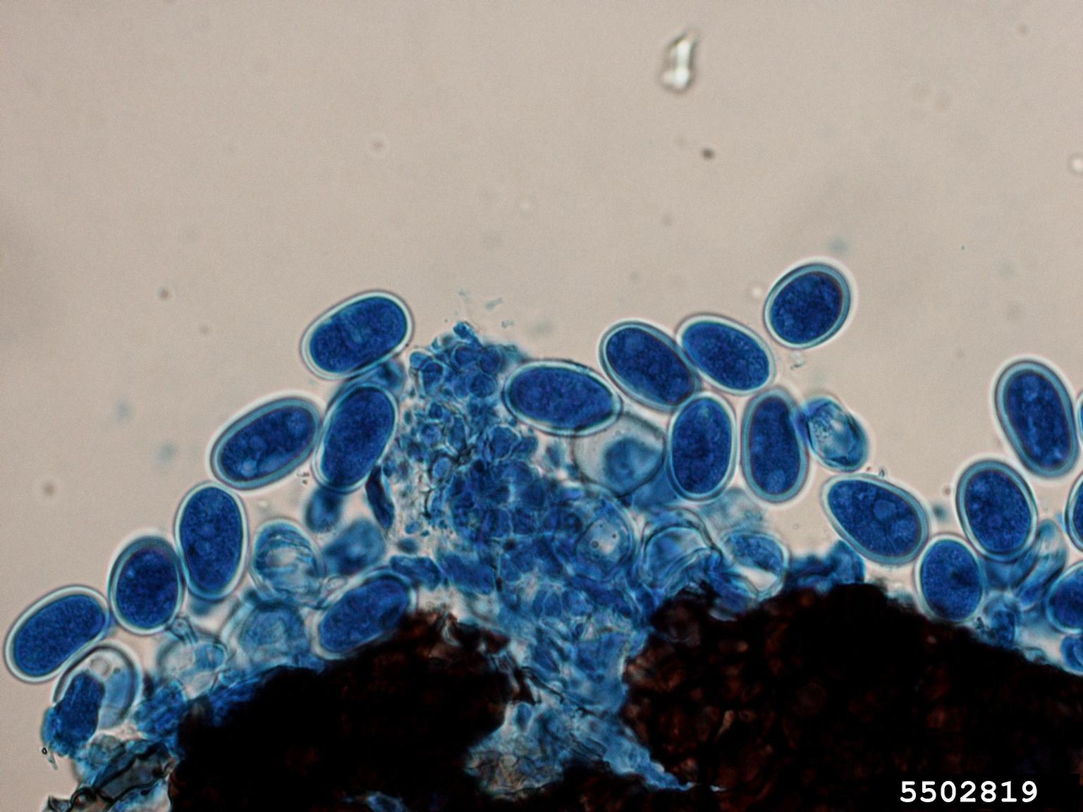 Botryosphaeria rhodina (Synonym for Lasiodiplodia theobromae)