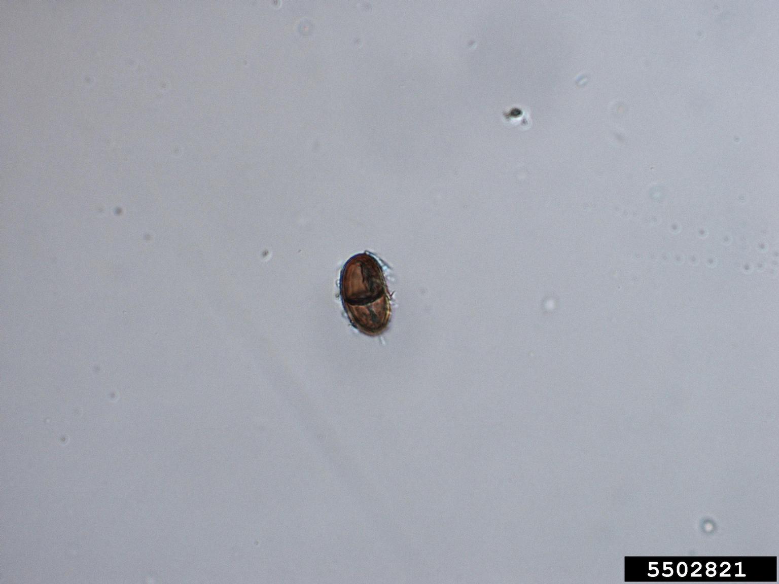 Botryosphaeria canker (Botryosphaeria rhodina)