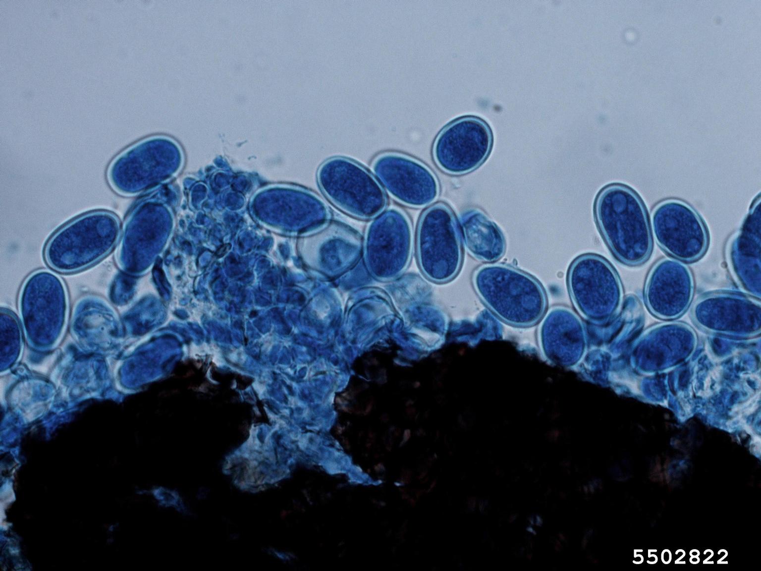 Java black rot (Lasiodiplodia theobromae (Pat.) Griffon & Maubl.)