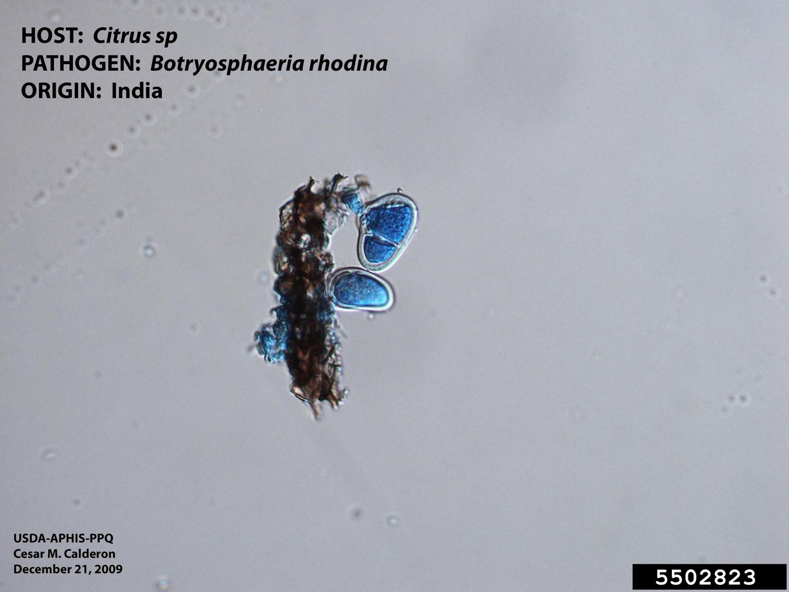Botryosphaeria canker (Botryosphaeria rhodina)