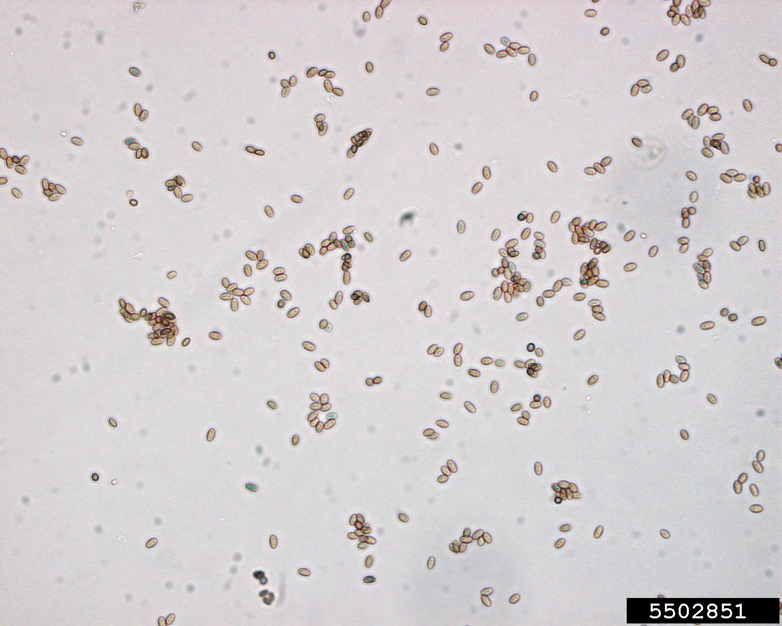 fungus (Genus Microsphaeropsis Höhn., 1917)