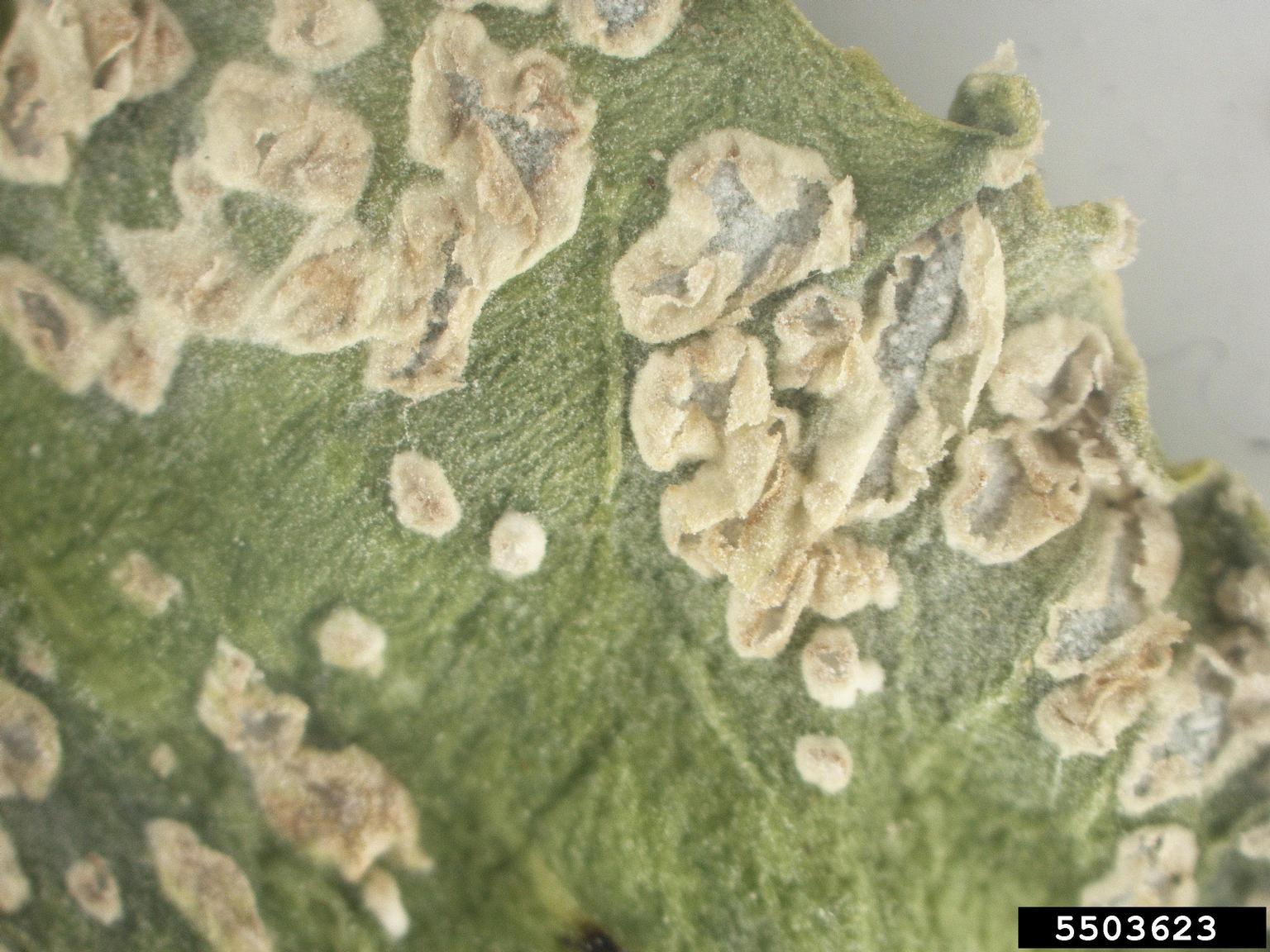 white rust (Albugo candida (Pers.) Roussel)