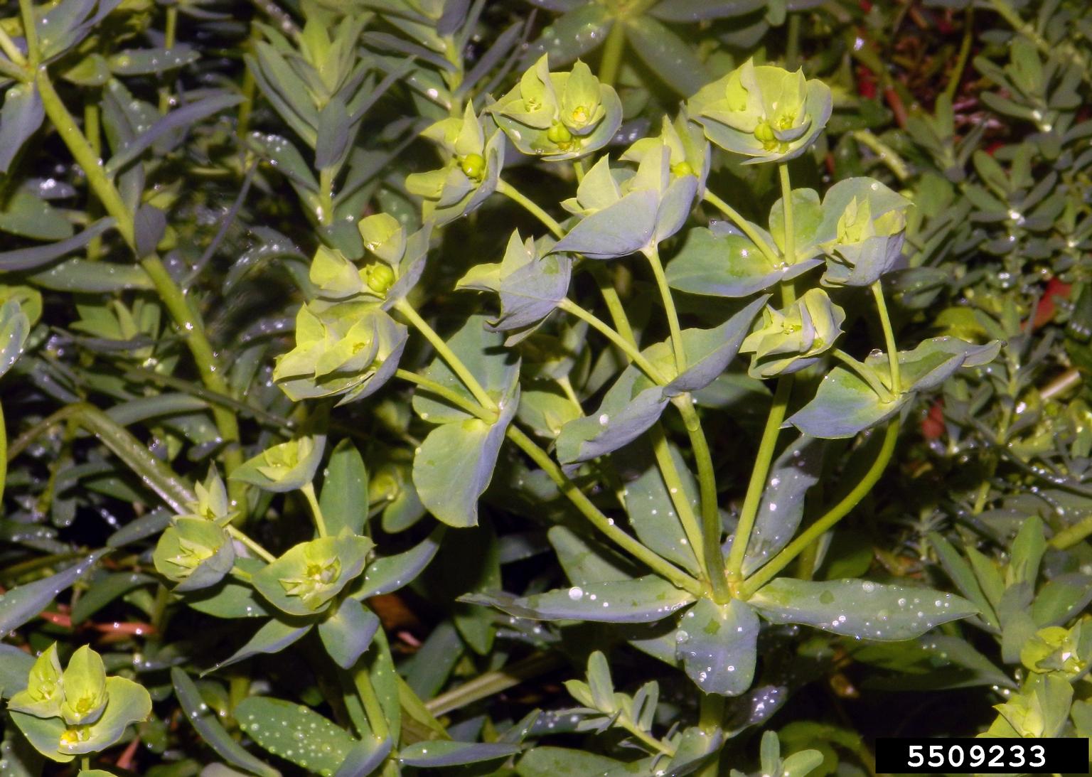 spurge (Genus Euphorbia)