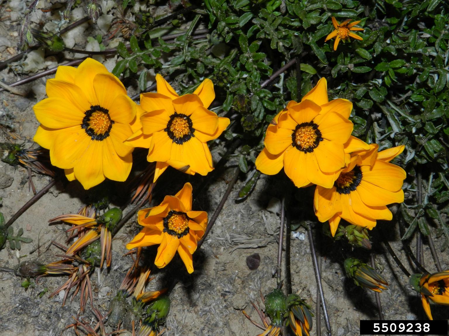 gazania (Gazania pectinata (Thunb.) Spreng.)