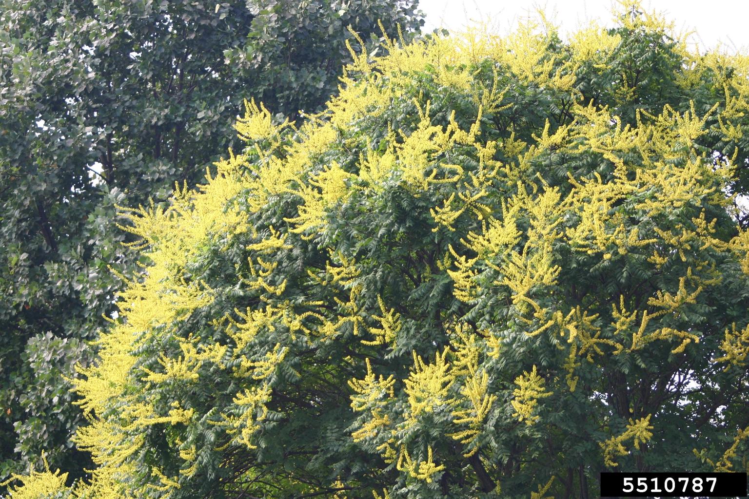 goldenrain tree (Koelreuteria bipinnata Franchet)