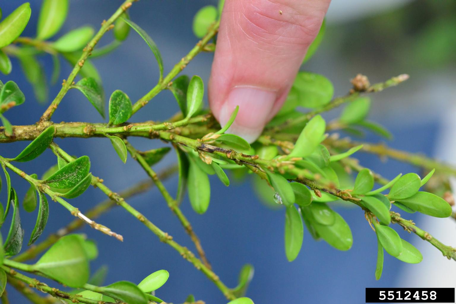Boxwood blight (Calonectria pseudonaviculata ) on boxwood (Buxus spp ...