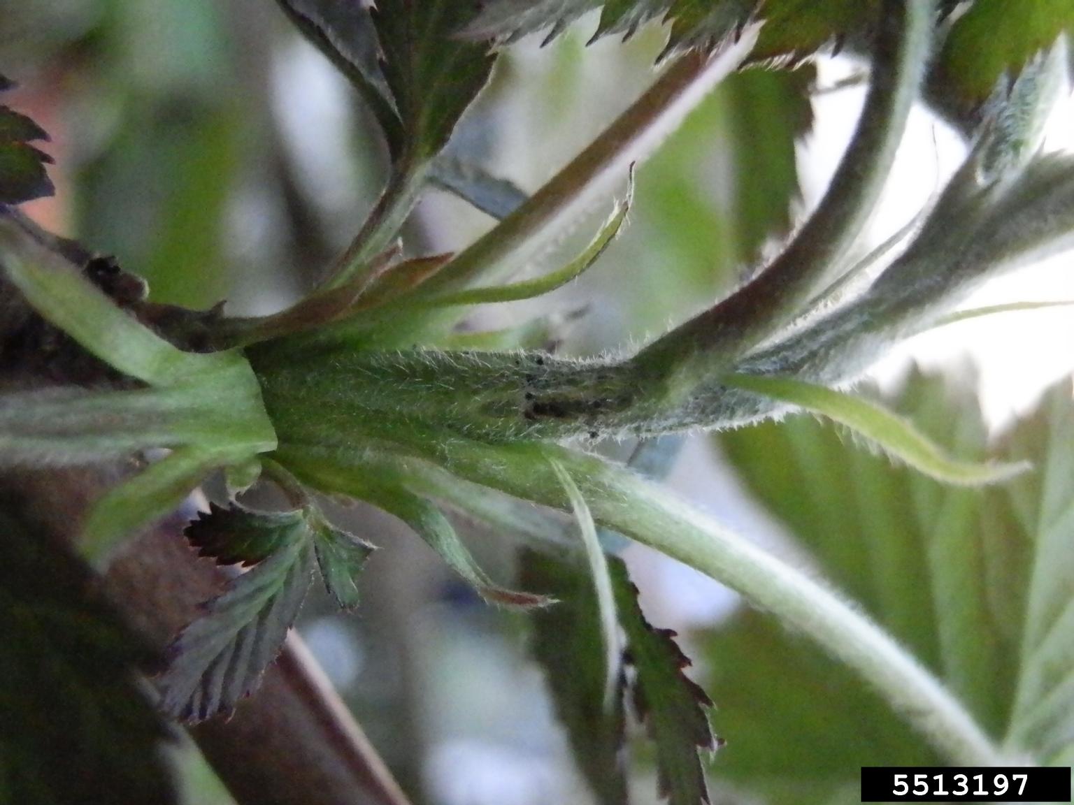 strawberry blossum weevil (Anthonomus rubi (Herbst, 1795))