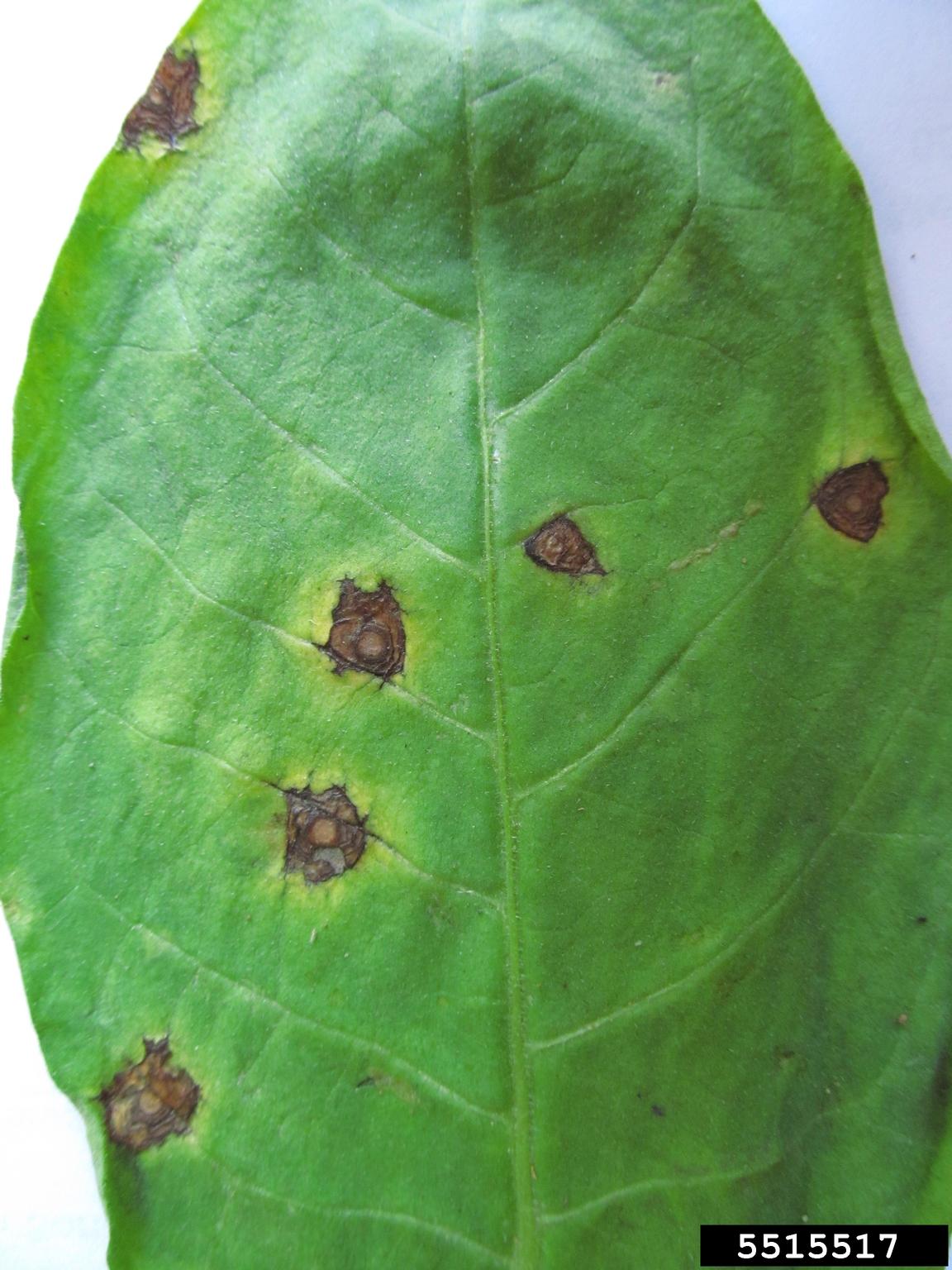 wildfire of tobacco (Pseudomonas syringae pv. tabaci (Wolf & Foster ...