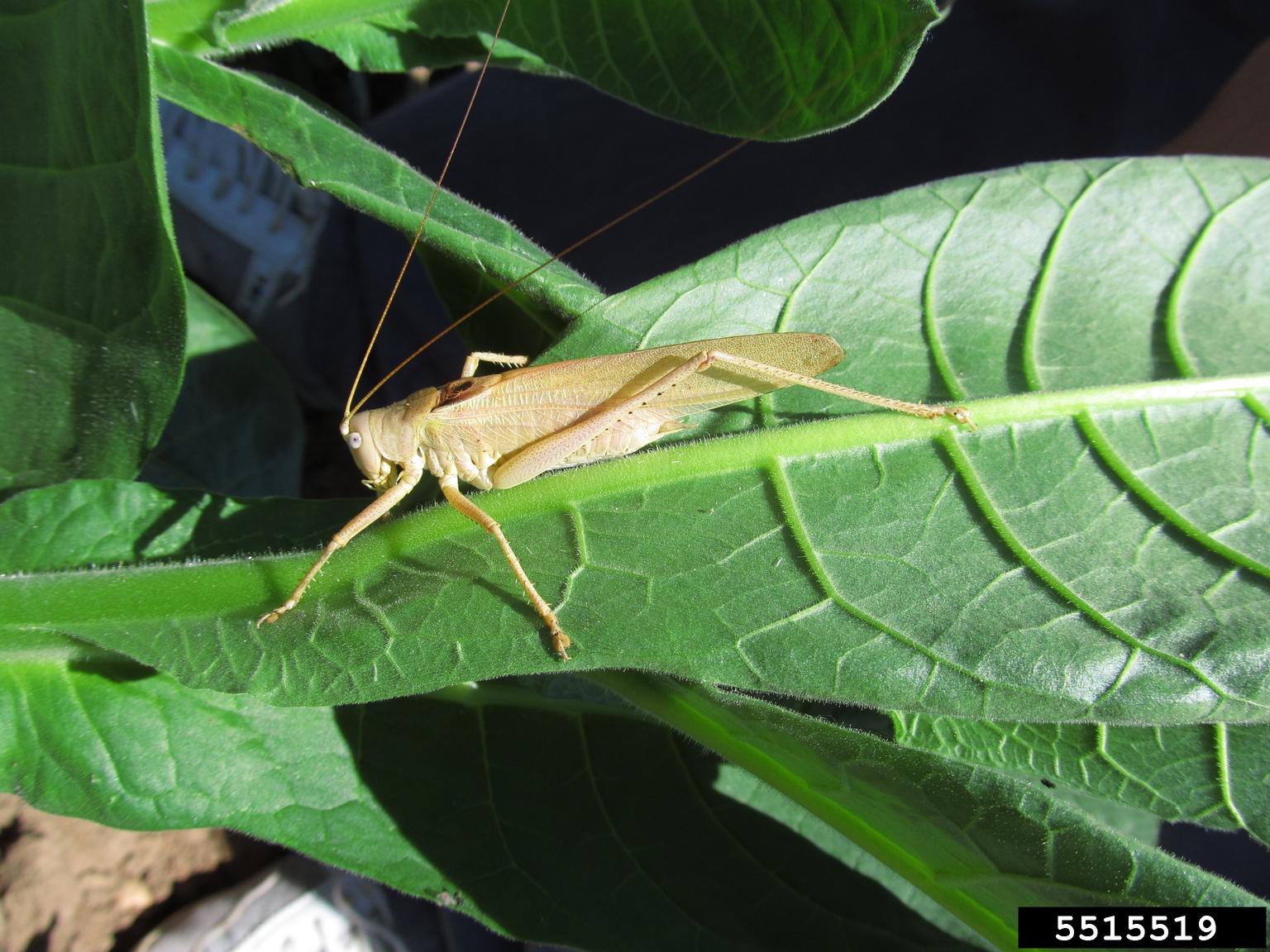 Eastern green bush-cricket (Tettigonia caudata (Charpentier, 1845))