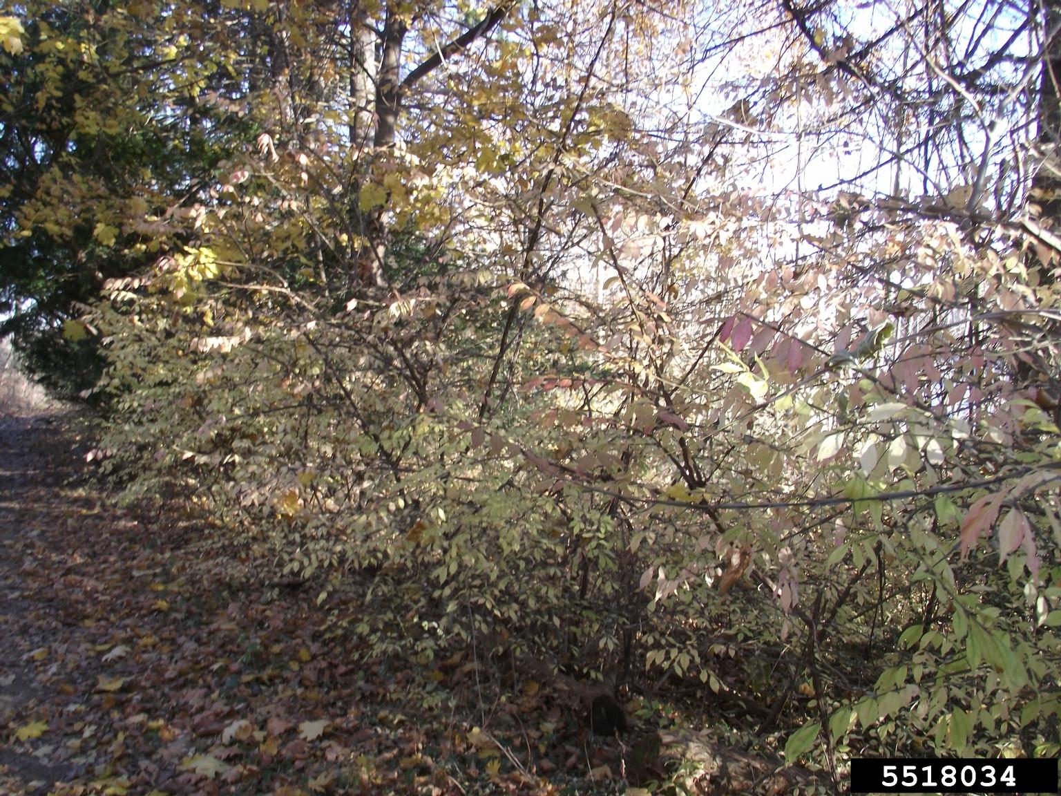 winged burning bush (Euonymus alatus (Thunb.) Sieb.)