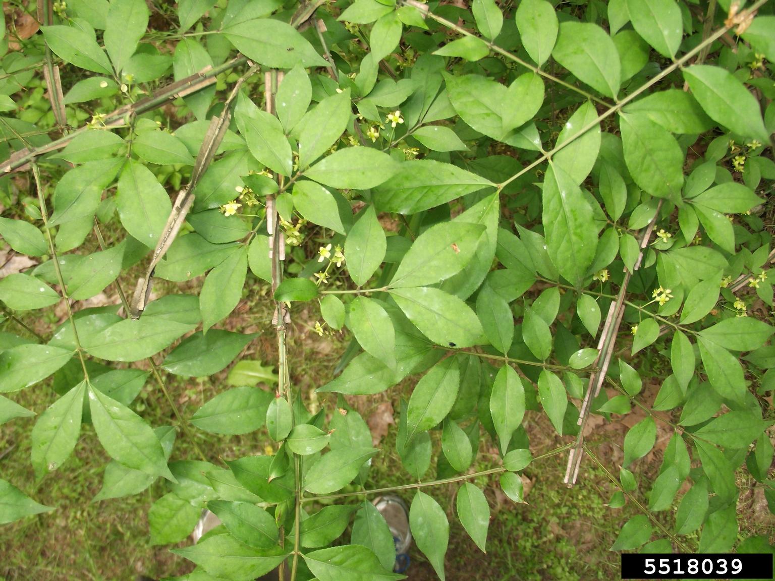winged burning bush (Euonymus alatus (Thunb.) Sieb.)