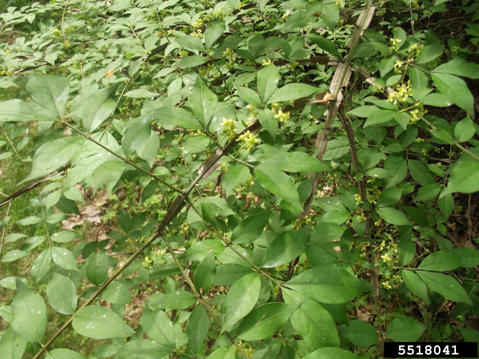 winged burning bush (Euonymus alatus (Thunb.) Sieb.)
