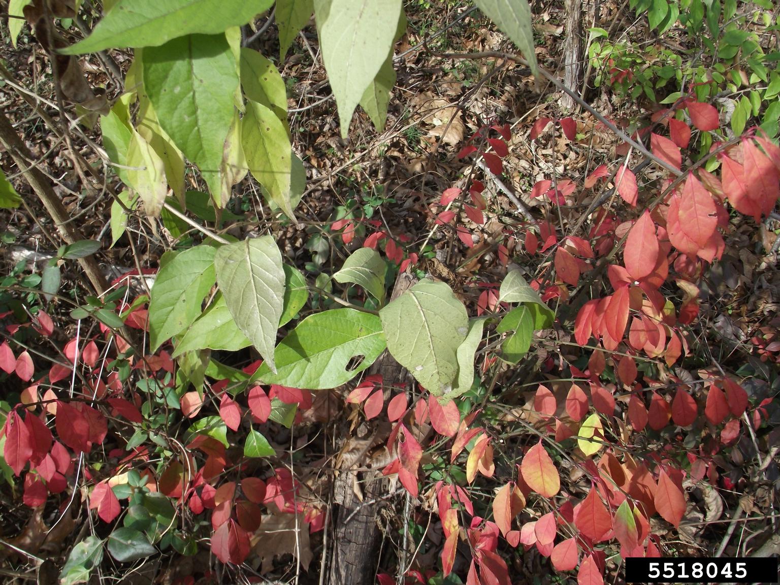winged burning bush (Euonymus alatus (Thunb.) Sieb.)