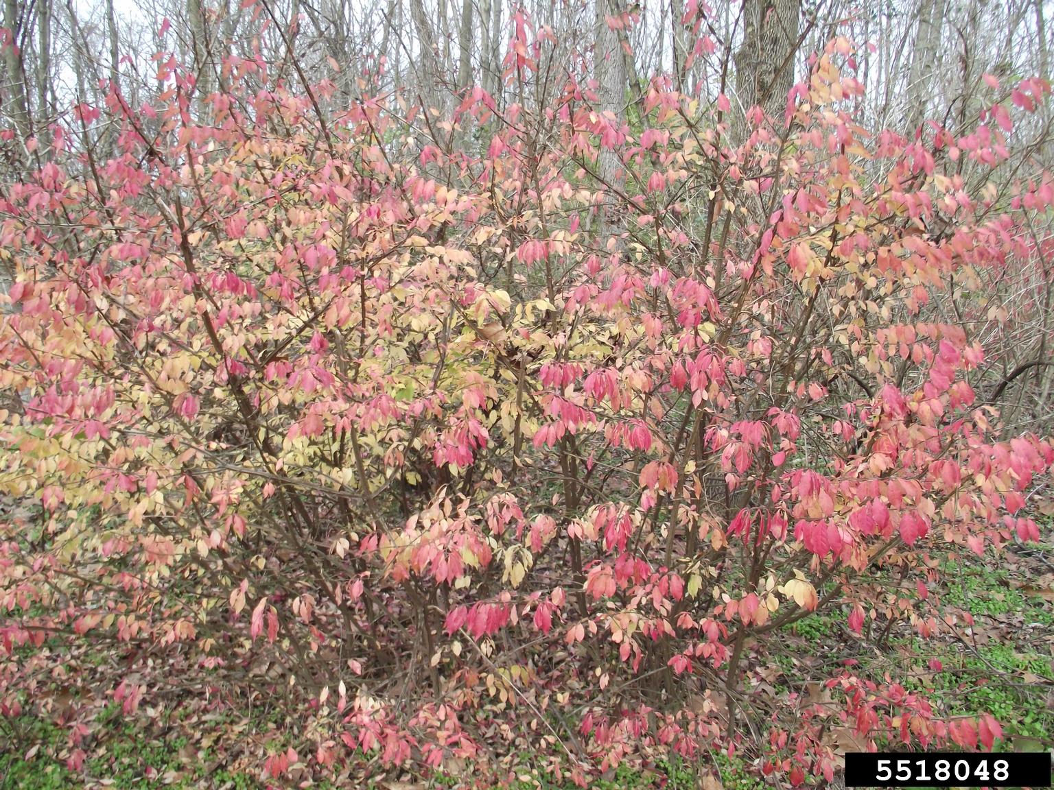 winged burning bush (Euonymus alatus (Thunb.) Sieb.)