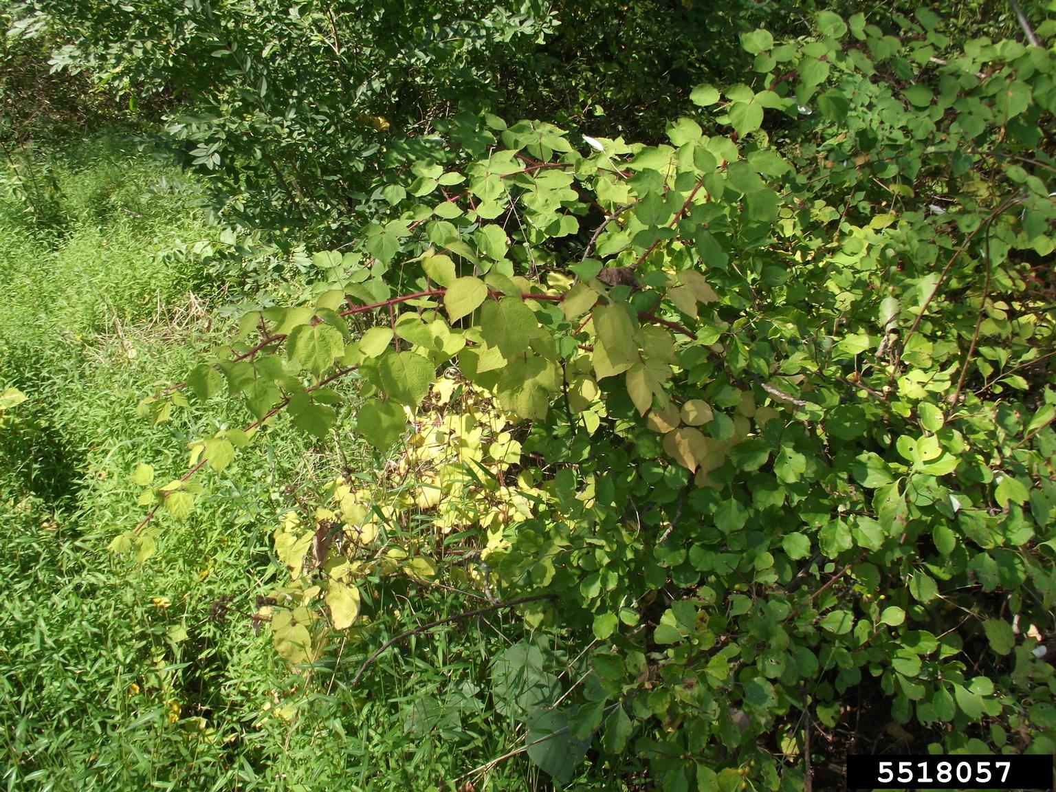 wine raspberry (Rubus phoenicolasius)