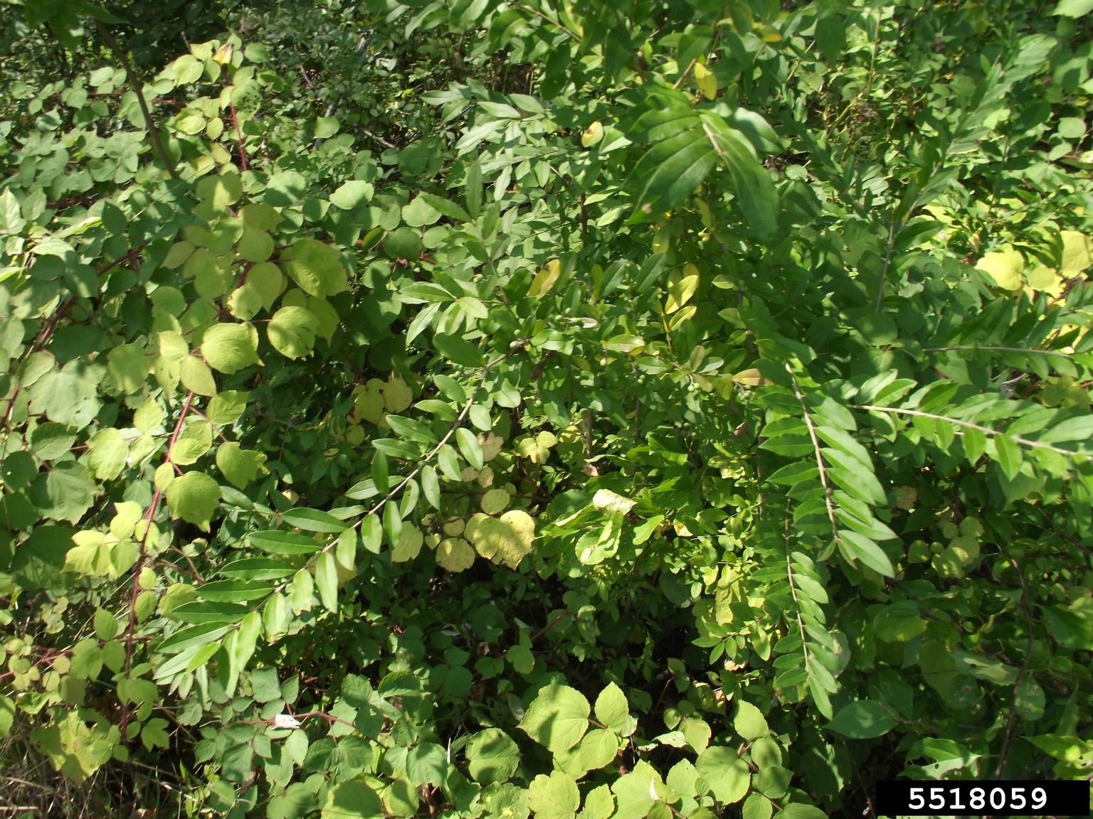 wine raspberry (Rubus phoenicolasius Maxim.)