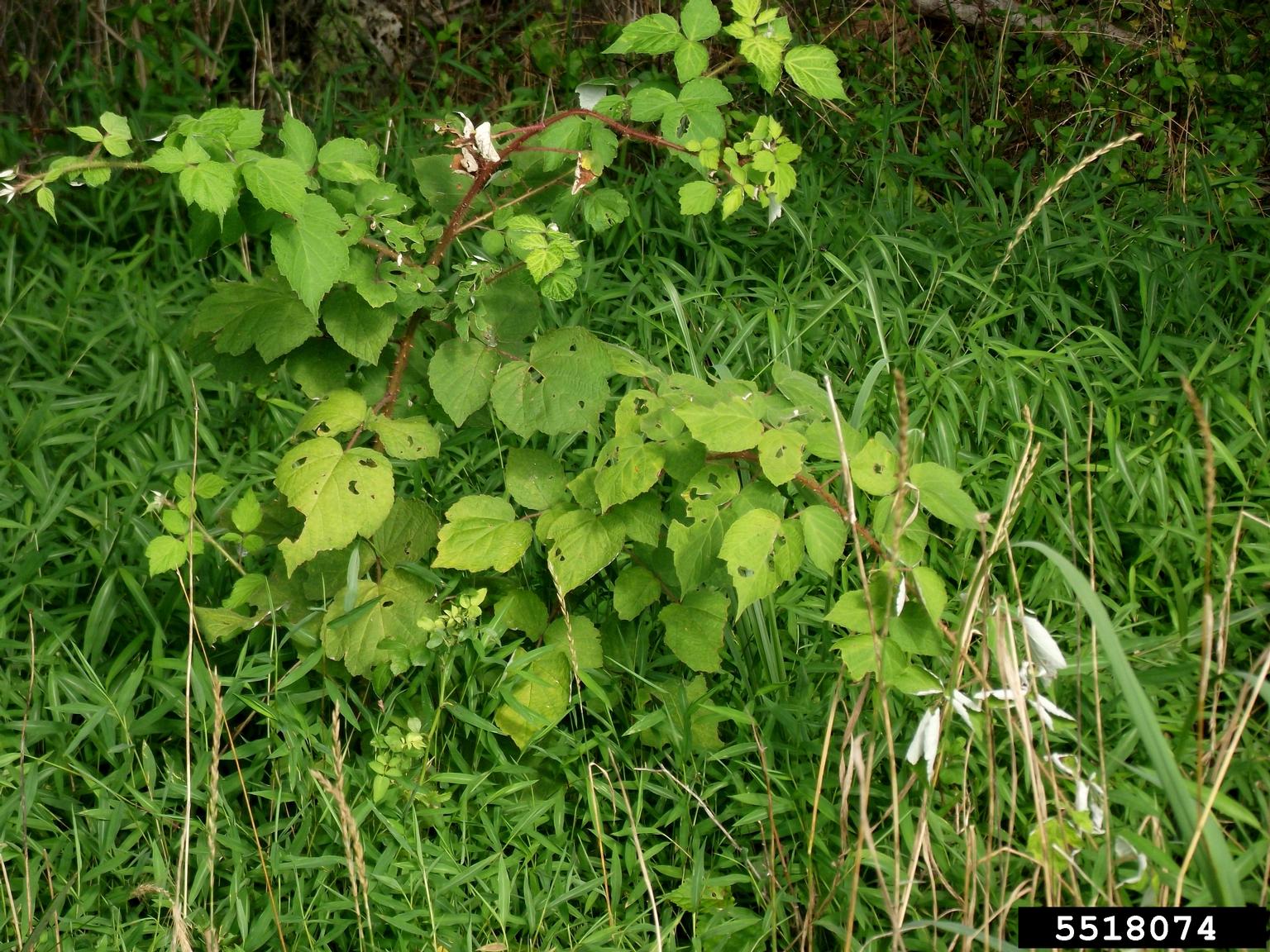 wine raspberry (Rubus phoenicolasius Maxim.)