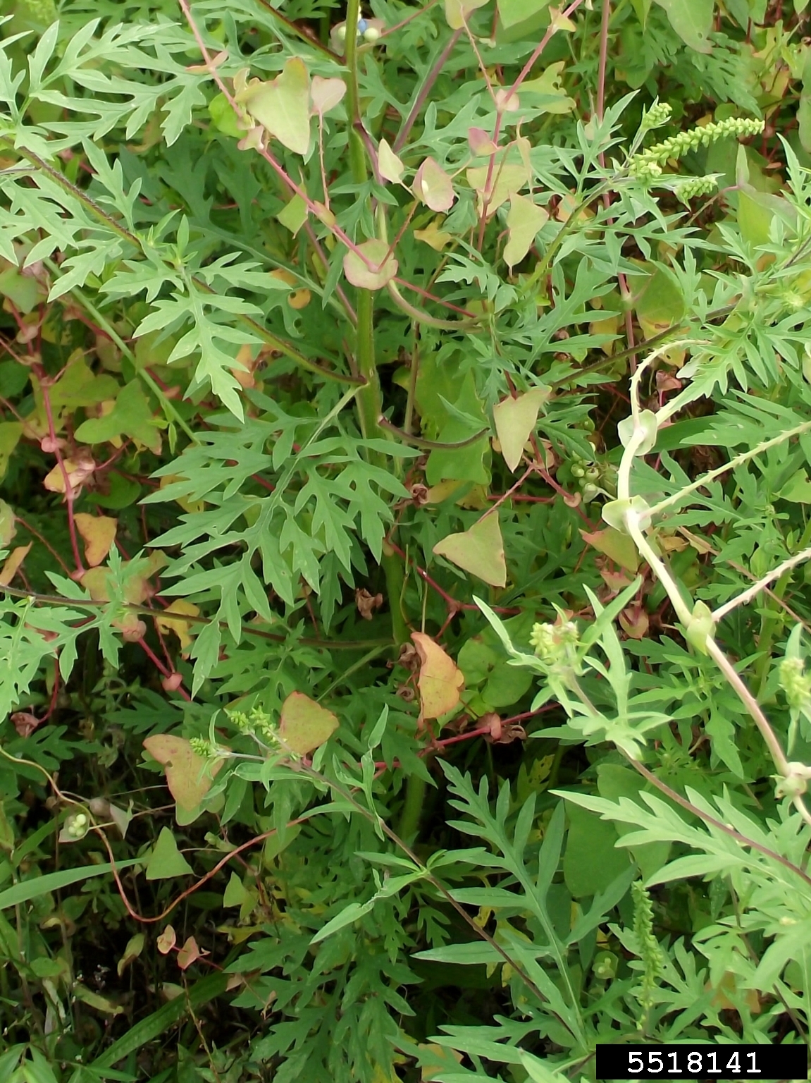 mile-a-minute vine, Asiatic tearthumb (Persicaria perfoliata)