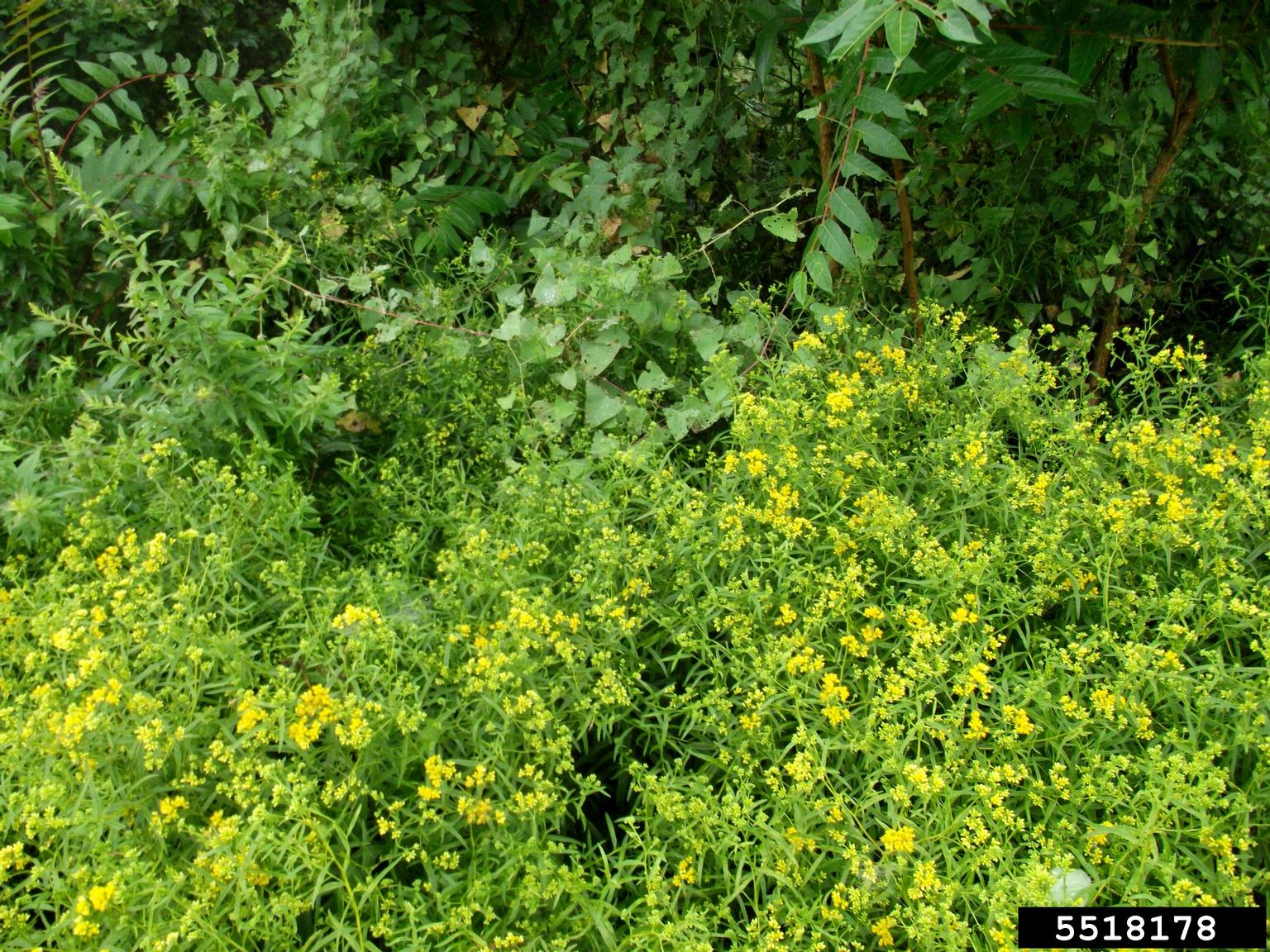 mile-a-minute vine, Asiatic tearthumb (Persicaria perfoliata)
