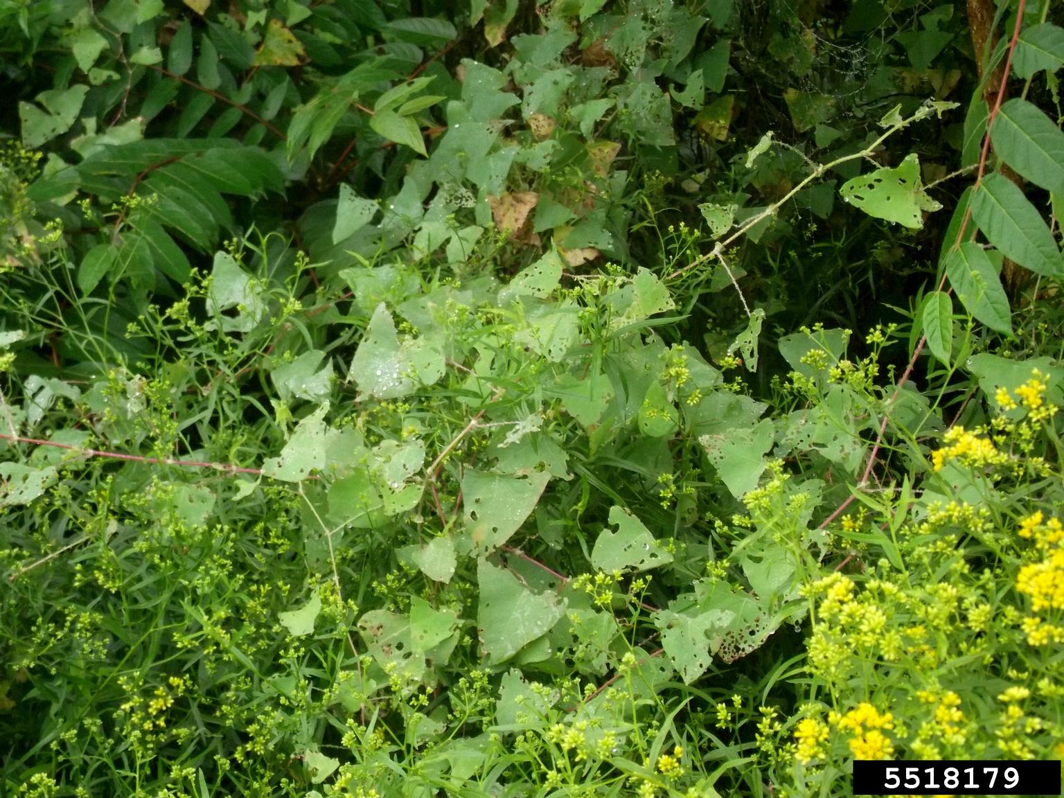 mile-a-minute vine, Asiatic tearthumb (Persicaria perfoliata)