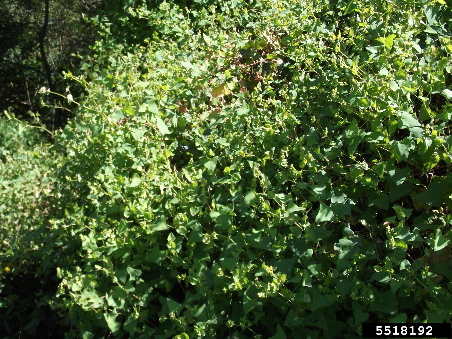 mile-a-minute vine, Asiatic tearthumb (Persicaria perfoliata)