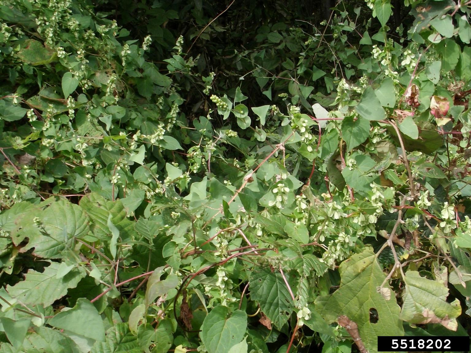 mile-a-minute vine, Asiatic tearthumb (Persicaria perfoliata)