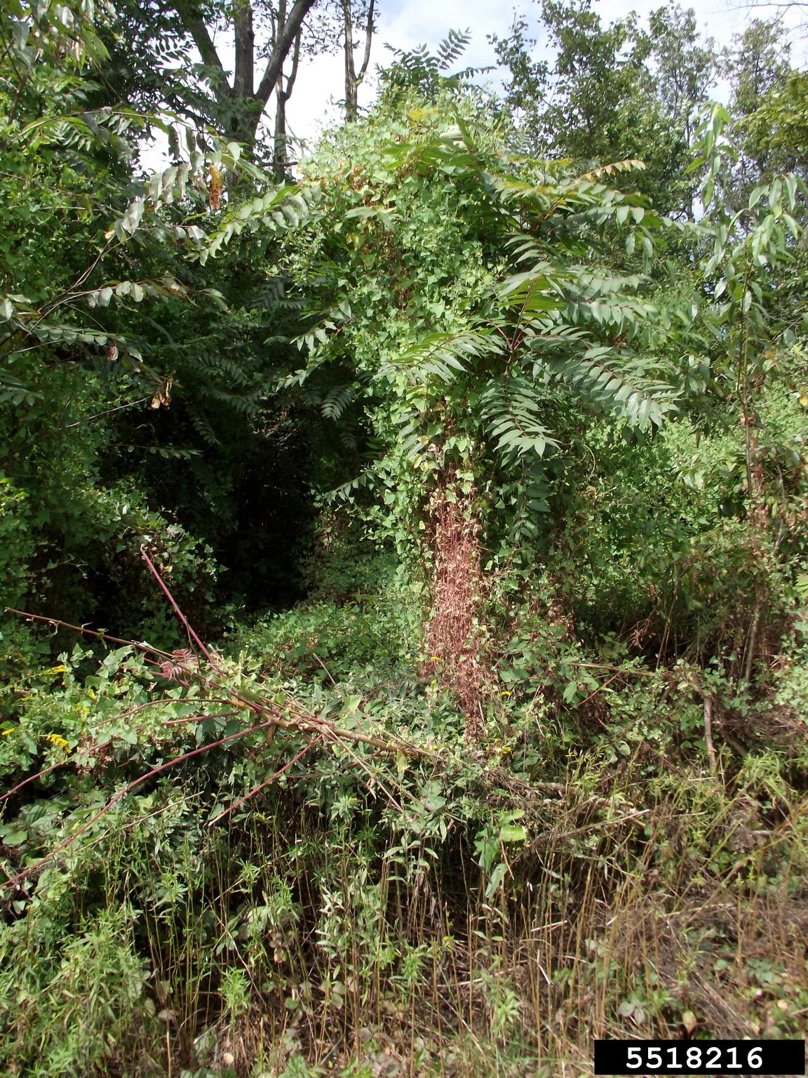 mile-a-minute vine, Asiatic tearthumb (Persicaria perfoliata)