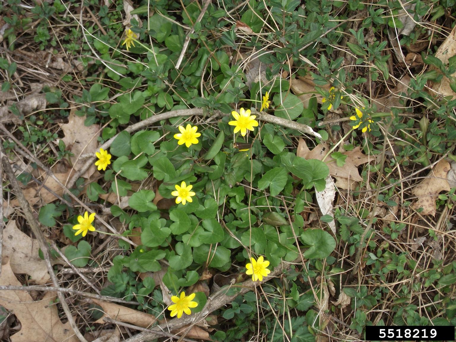 lesser celandine, fig buttercup (Ficaria verna)