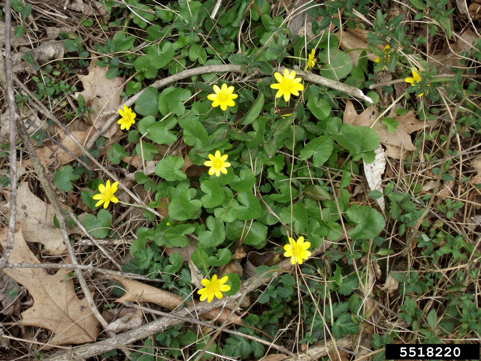 lesser celandine, fig buttercup (Ficaria verna Huds.)