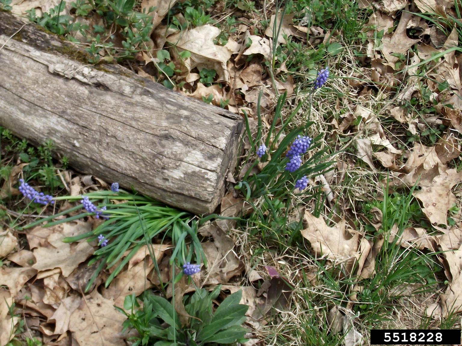 starch grape hyacinth (Muscari neglectum)