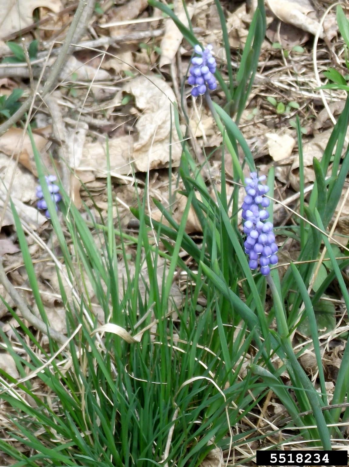 starch grape hyacinth, Muscari neglectum (Asparagales: Asparagaceae ...