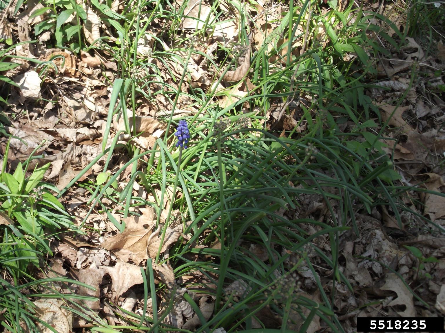 starch grape hyacinth (Muscari neglectum)