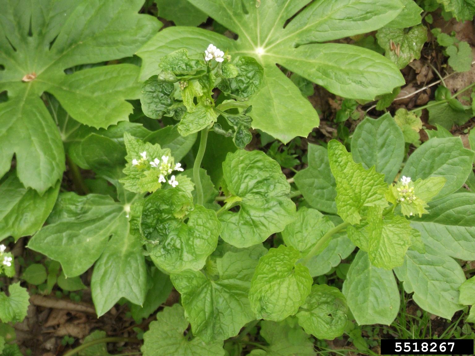 garlic mustard (Alliaria petiolata)
