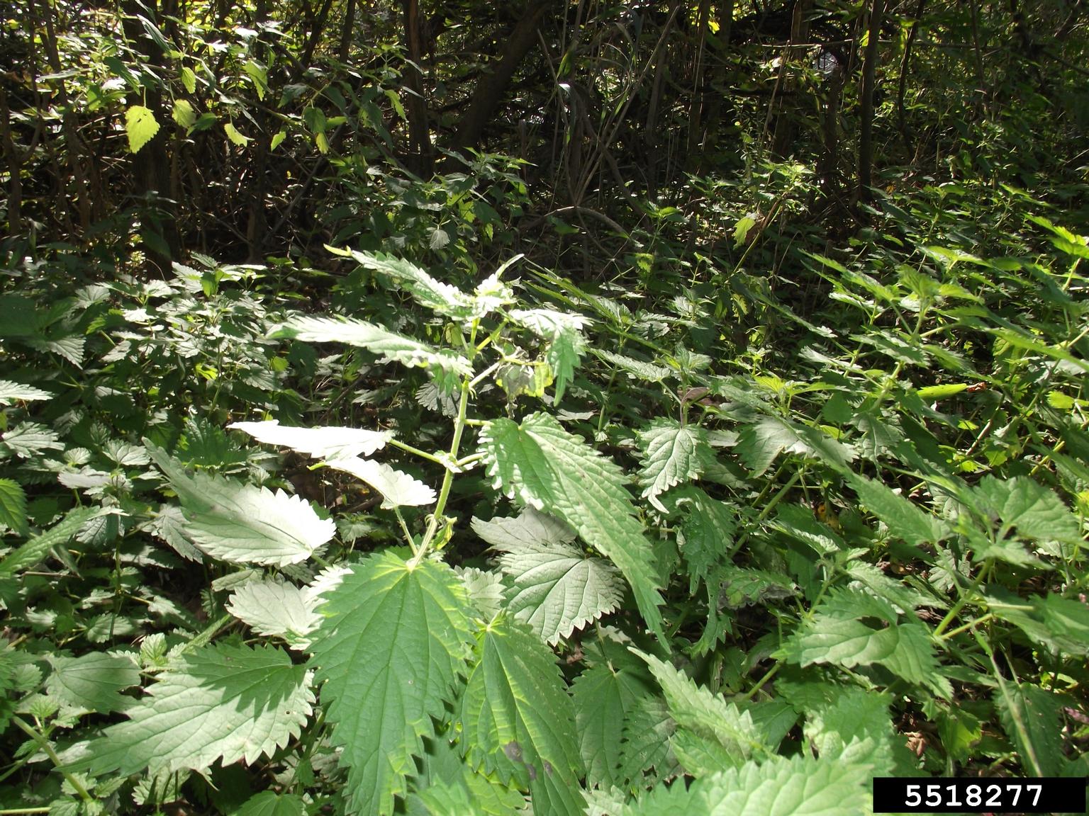 stinging nettle (Urtica dioica)