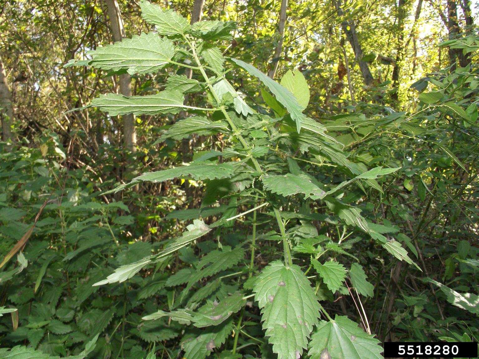 stinging nettle (Urtica dioica)