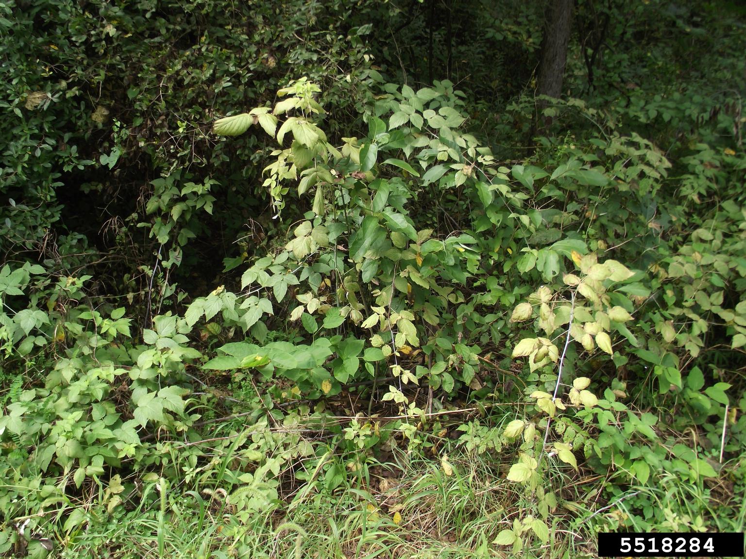 grayleaf red raspberry (Rubus idaeus ssp. strigosus (Michx.) Focke)