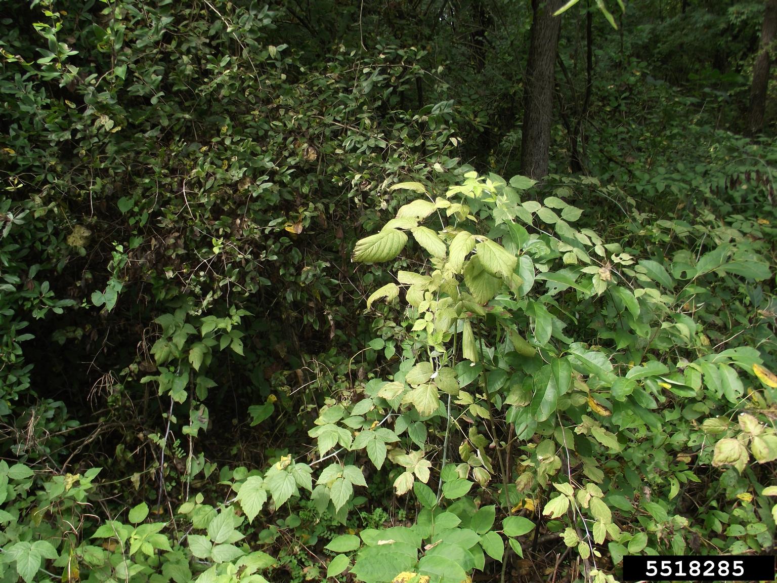 grayleaf red raspberry (Rubus idaeus ssp. strigosus (Michx.) Focke)
