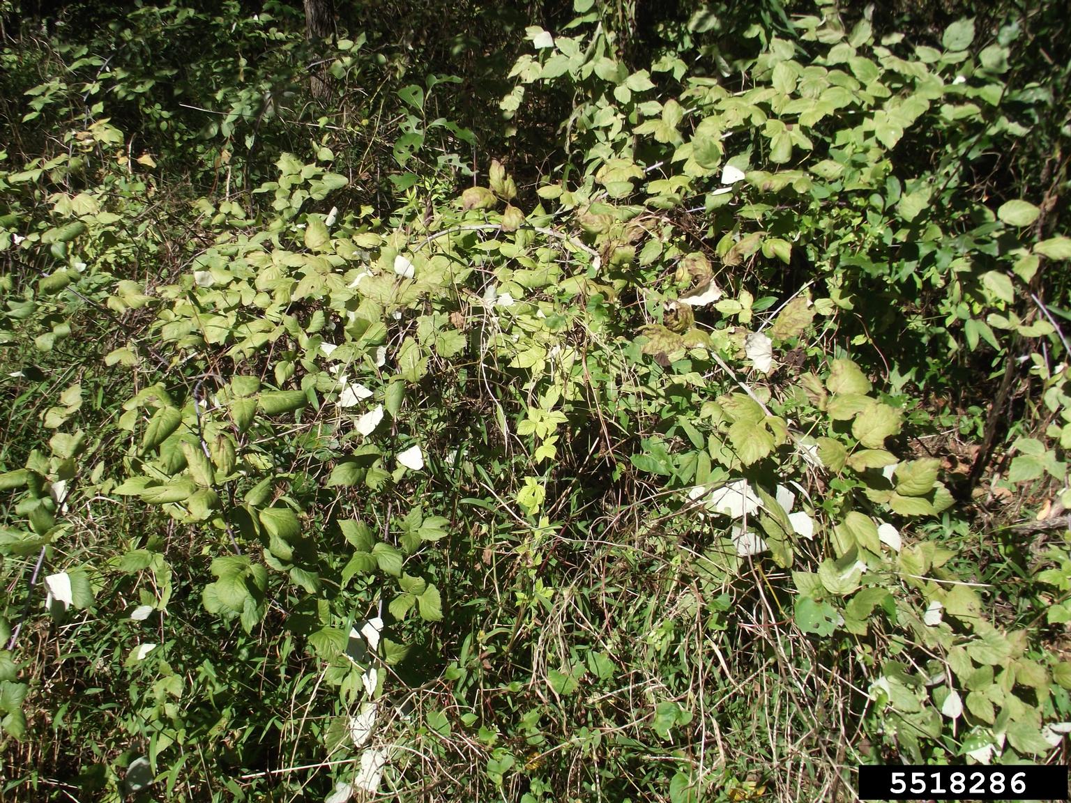 grayleaf red raspberry (Rubus idaeus ssp. strigosus (Michx.) Focke)