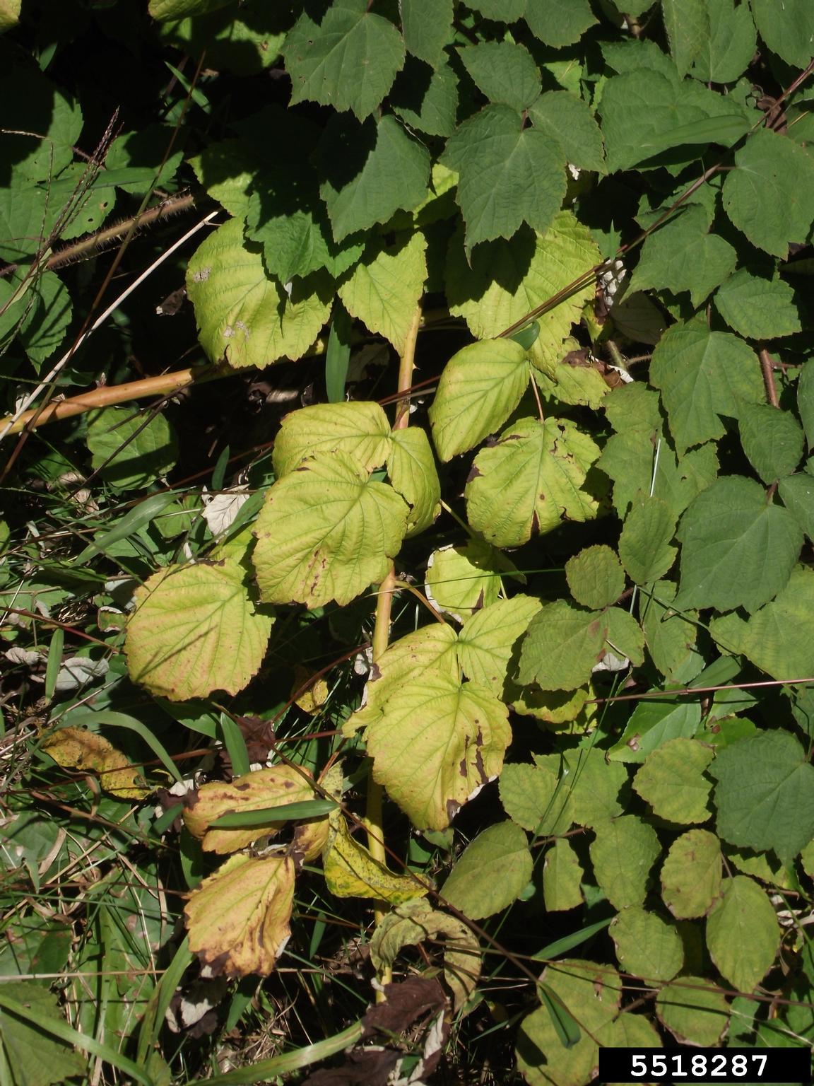 American red raspberry (Rubus strigosus)